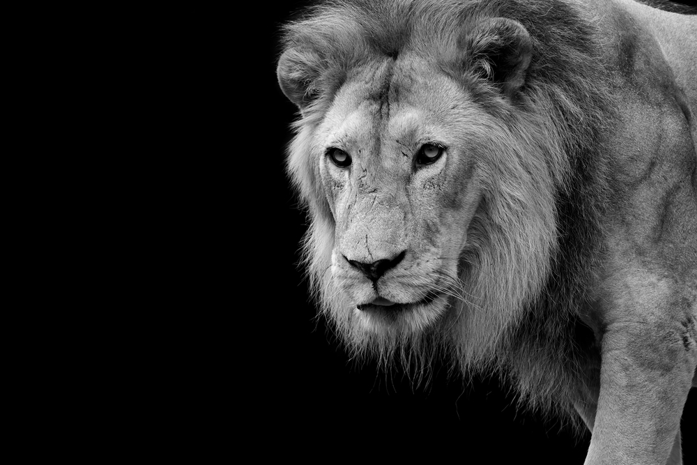 Distanced Client Representation | Law Office of Elizabeth Basden